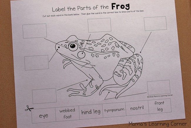 Frog Life Cycle Worksheets Mamas Learning Corner Frog Life Cycle Worksheets Mamas Learning Corner