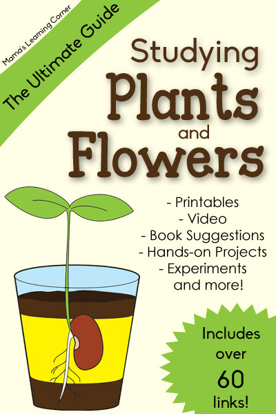 The Ultimate Guide to Studying Plants and Flowers - Mamas Learning Corner The Ultimate Guide to Studying Plants and Flowers - Mamas Learning Corner