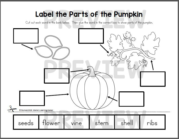 Pumpkin Life Cycle Activity Kindergarten