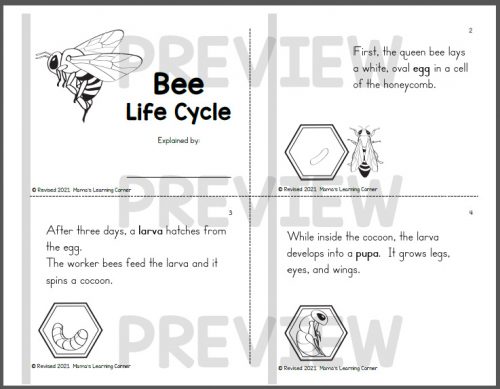 Bee Life Cycle Worksheets - Mamas Learning Corner