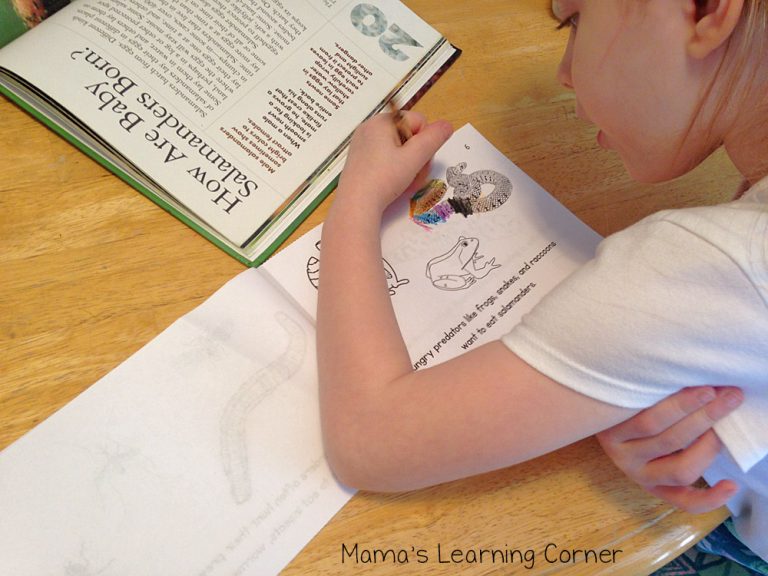 Life Cycle of a Salamander Worksheets - Mamas Learning Corner