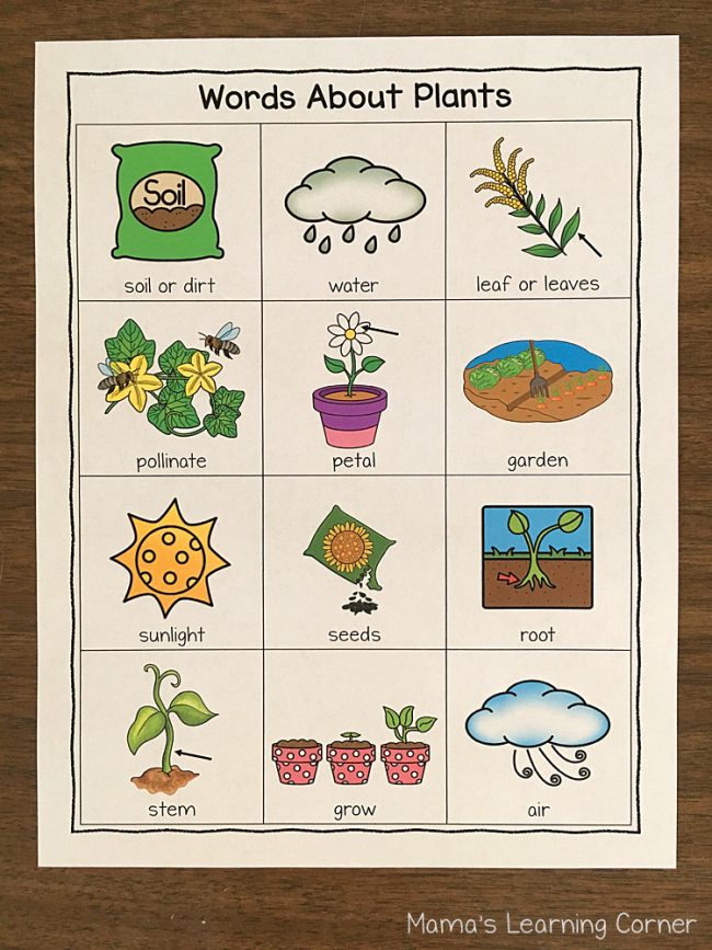 Plants Writing Booklet with Picture Dictionary - Mamas Learning Corner