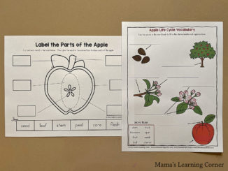 Apple Life Cycle Worksheets - Mamas Learning Corner