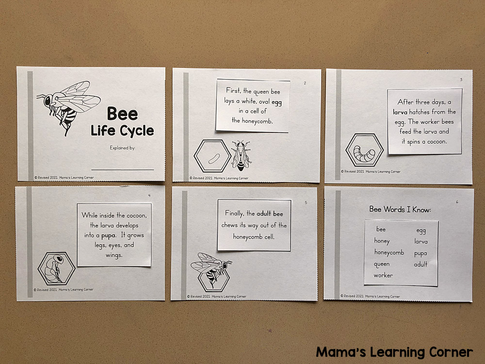 Bee Life Cycle Worksheets - Mamas Learning Corner