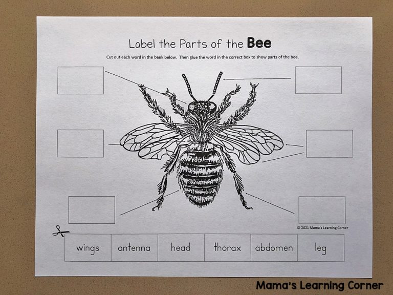 Bee Life Cycle Worksheets - Mamas Learning Corner