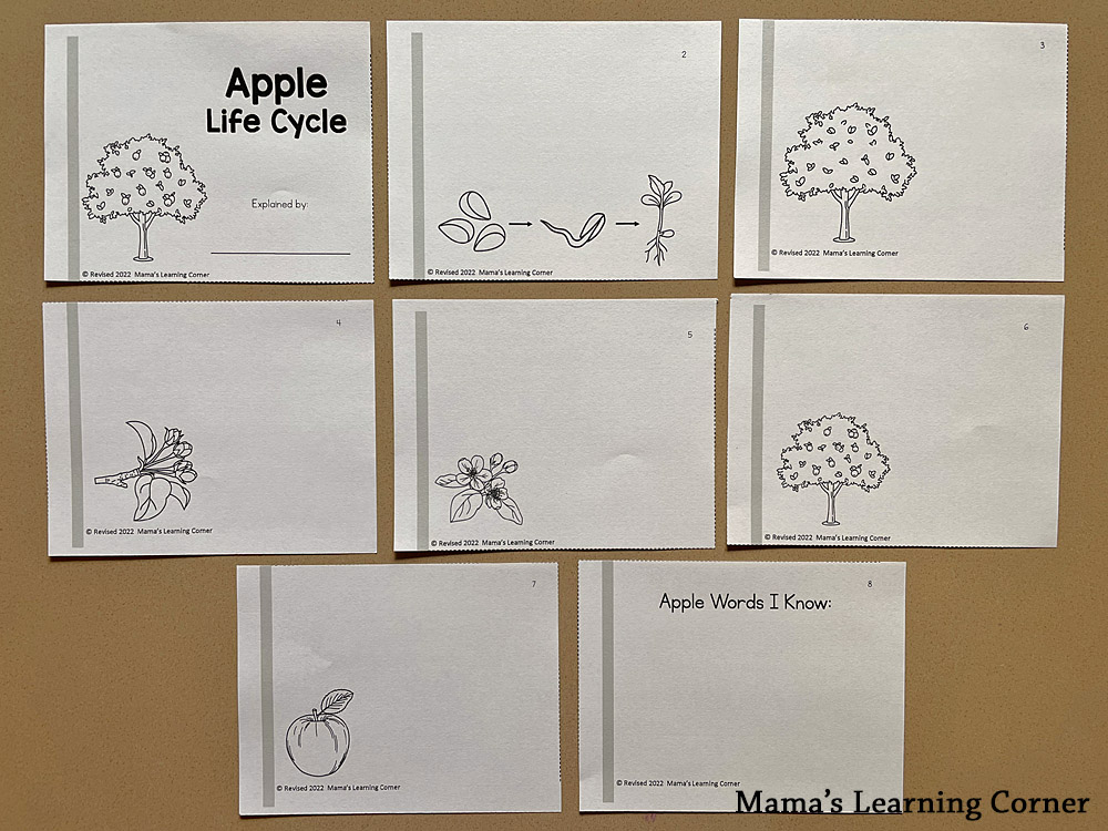 Apple Life Cycle Worksheet Packet - Mamas Learning Corner