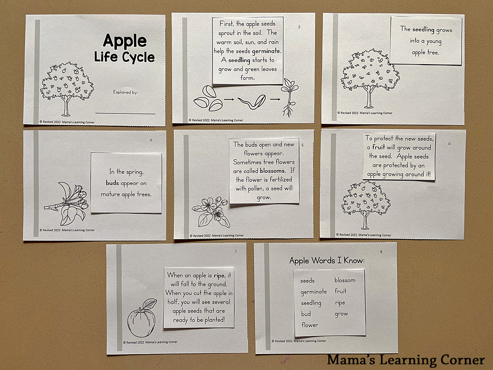 Life Cycle Of An Apple Tree Worksheet