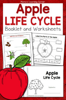 Apple Life Cycle Worksheets - Mamas Learning Corner